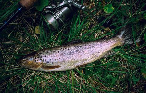 Trout Vs Salmon What S The Difference Daring Kitchen