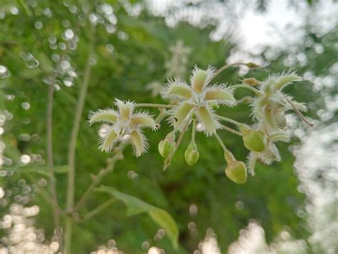 দিনের ছবি ৩১ অক্টোবর ২০২৪