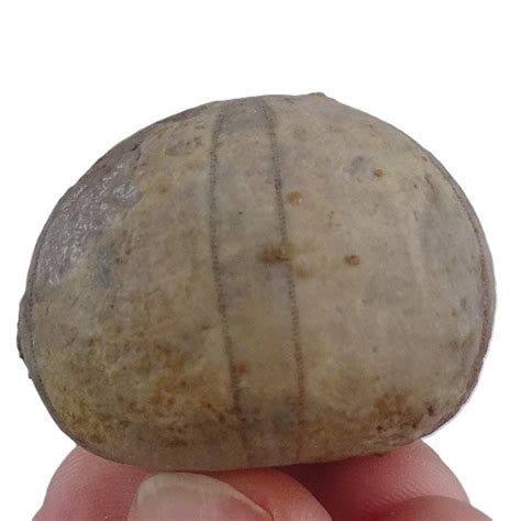 Conulus Gigas Vendido Fosilpaleos