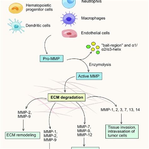 Mmp Expressing Stromal Cells And Functions Of Mmps In Tumor Download Scientific Diagram