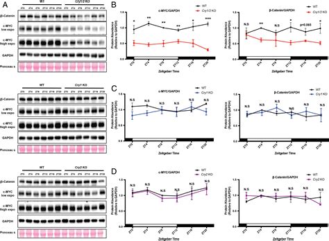 Circadian Regulation Of C Myc In Mice Pnas