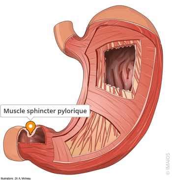 Muscle Sphincter Pylorique E Anatomy Imaios