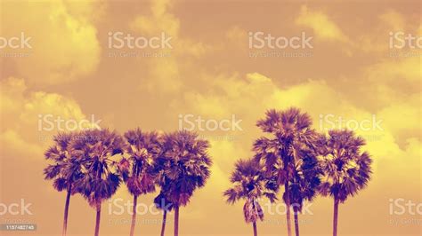 푸른 하늘과 흰색 구름 추상적 인 배경에 태양 빛열대 야자수의 공간을 복사합니다 여름 휴가 와 자연 여행 모험 개념 빈티지 톤 필터 효과 색상 스타일입니다 0명에 대한 스톡