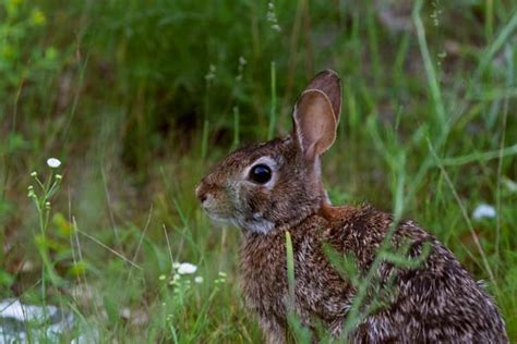 Cottontail Rabbit Habitat