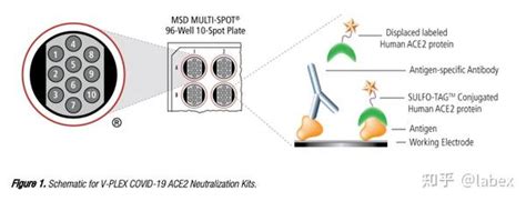 Msd电化学发光omicron中和抗体ace 2评价试剂盒 知乎