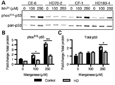 Hd Striatal Progenitors Show Reduced Manganese Dependent P53s15