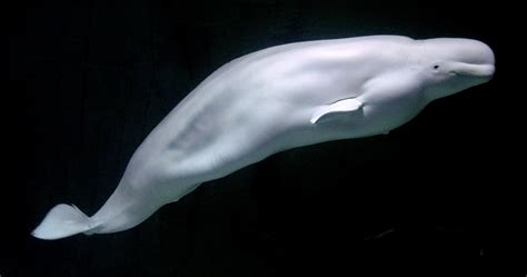 Definitive Guide To Beluga Whale Facts Habitat Conservation Status