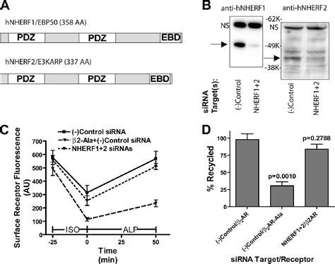 Figure 1 From Snx27 Mediates Pdz Directed Sorting From Endosomes To The