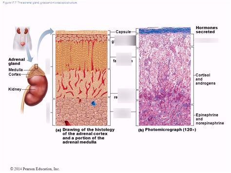 Adrenal Cortex And Medulla Diagram Quizlet