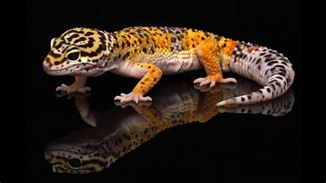 Ten Most Common Leopard Gecko Morphs - YouTube