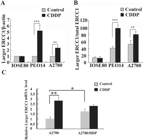 Comparison Of The Larger Ercc1 Expression By Cisplatin In Different