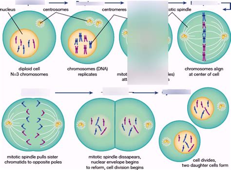 Diagram Of Bio Unit 1 Test Quizlet