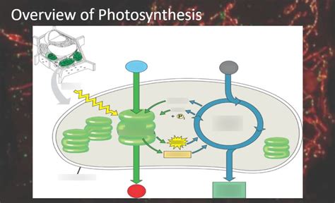 Overview Of Photosynthesis Diagram Quizlet