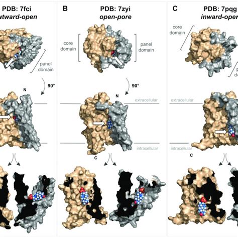 Structure Of The Soat Protein And Substrate Docking Top And Side Views