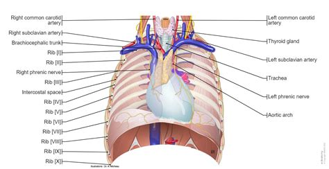 Mediastinum Illustrations Normal Anatomy E Anatomy