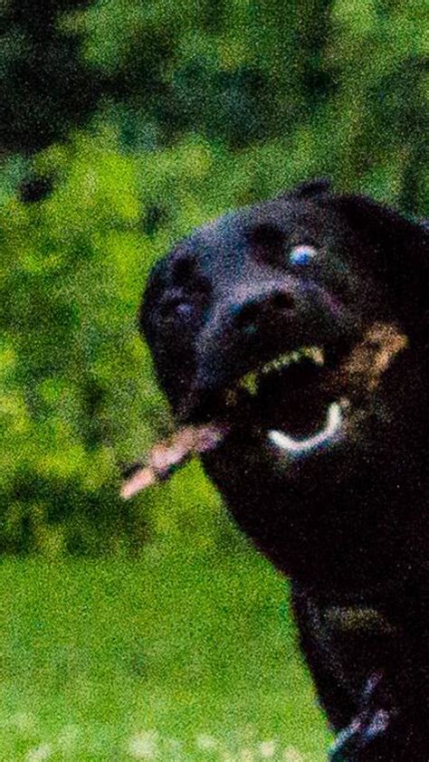 STICC R Blacklabs
