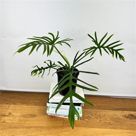 Philodendron Elegans Plantis