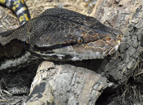 Reticulated Python Liger 77 R Lewis Flickr