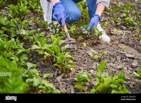 Female Person Using Special Tools And Fertilizing Soil Agriculture And Garden Stock Photo Alamy