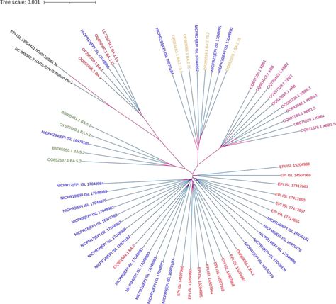 Frontiers Genome Sequencing Of Sars Cov 2 Omicron Variants In Delhi Reveals Alterations In