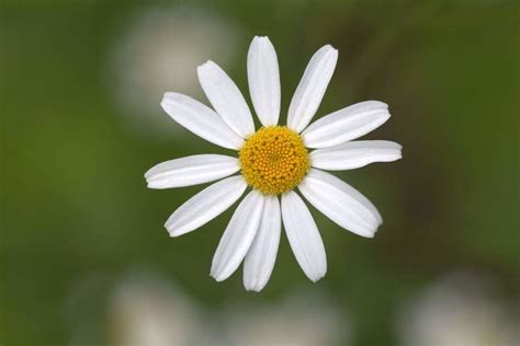 Pyrethrum Alchetron The Free Social Encyclopedia