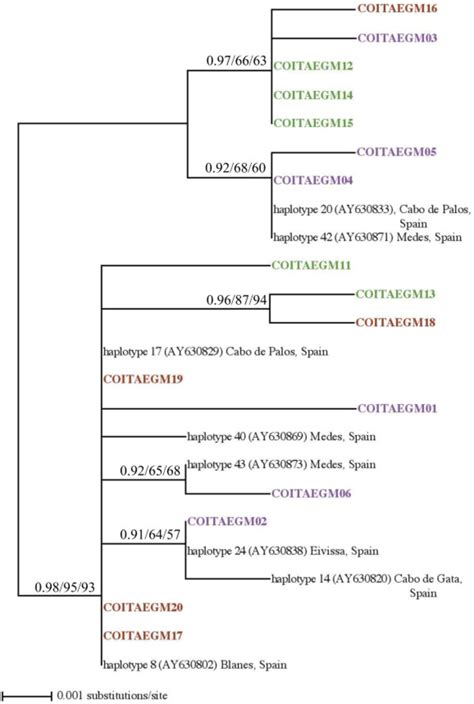 unrooted maximum likelihood phylogenetic tree generated bootstrap