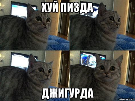хуй пизда джигурда Мем Кот в шоке Рисовач Ру
