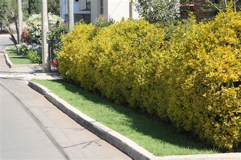 በነዋሪዎቿ በአዲስ አበባ ከተማ አስተዳደር የከተማ ውበት እና አረንጓዴ ልማት ቢሮ