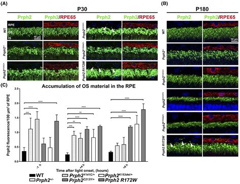 Prph2 Disease Mutations Lead To Structural And Functional Defects In