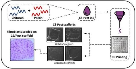 Marine Drugs Free Full Text Preliminary Evaluation Of 3d Printed Chitosan Pectin Constructs
