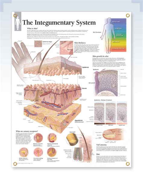 Dermatology Human Anatomy Posters Clinicalposters