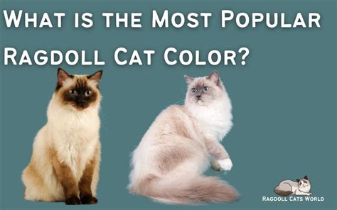 What Is The Most Popular Ragdoll Color