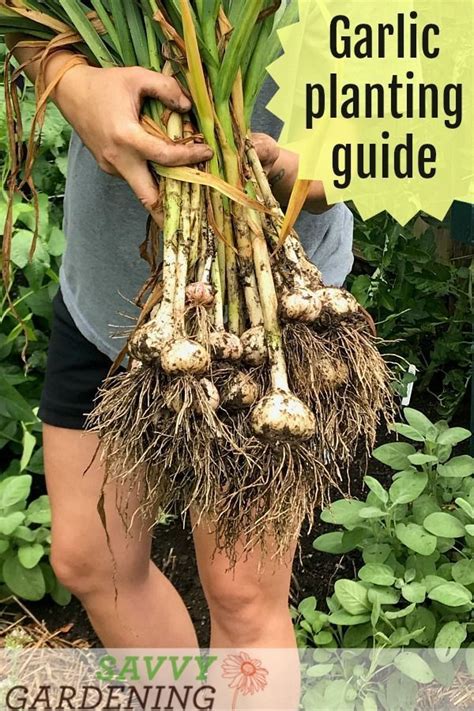 Savvy Gardening Softneck Vs Hardneck Garlic Planting Difference