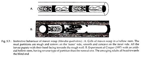 Behavioural Pattern Of Animals Zoology