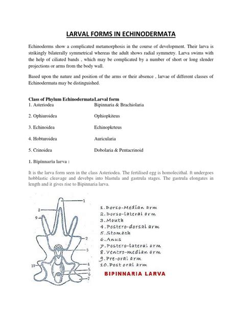 Larval Forms In Echinodermata Pdf Zoology Organisms