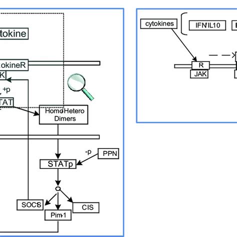 Schematic Of Jak Stat Signal Transduction Pathway Download Scientific