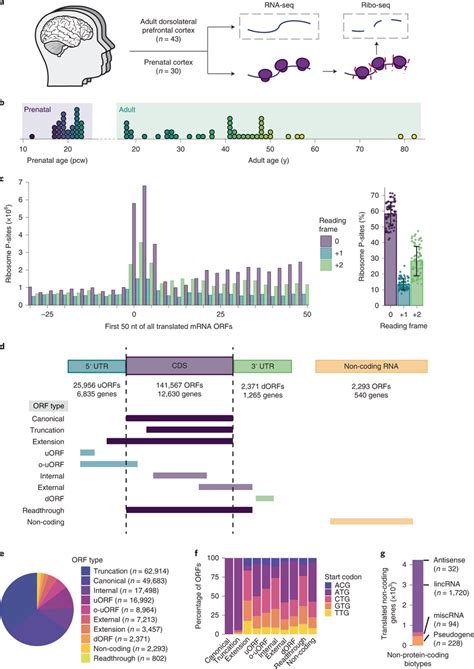 ribosome profiling captures active translation in the human adult and