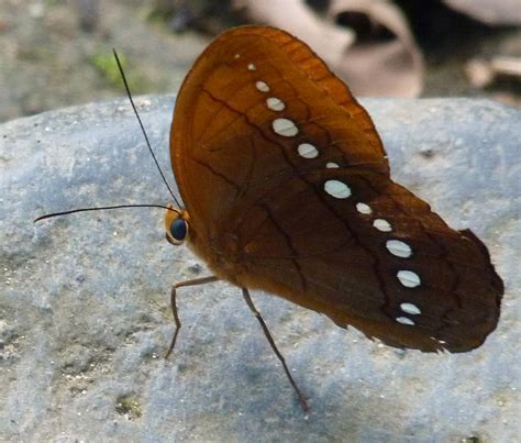 Butterfly Lepidoptera Observations In Vietnam And Laos With