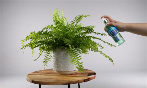 Kiwicare Pest And Garden Experts And Pest Control Kiwicare