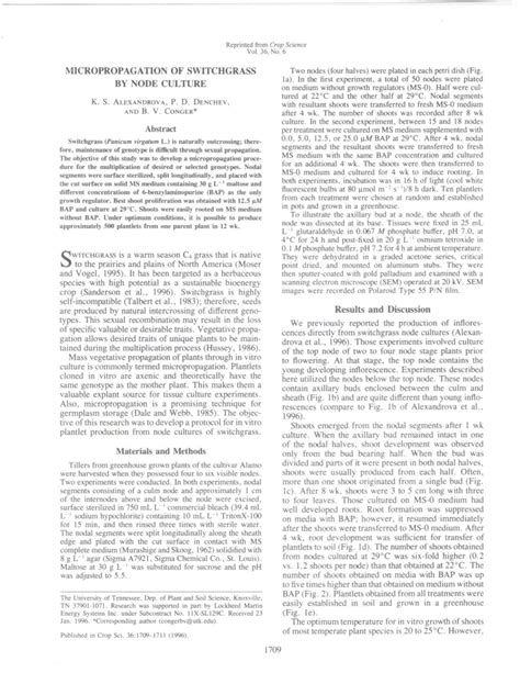 Pdf Micropropagation Of Switchgrass By Node Culture