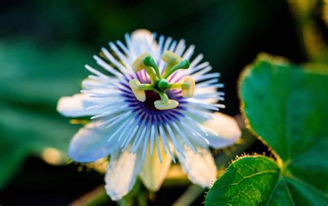 Brooke Byrt Photography Sunshine Coast Qld