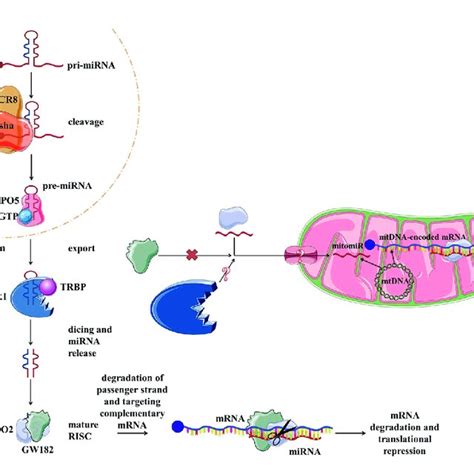 Mirna Biogenesis Function In The Cytoplasm Within Risc And Proposed Download Scientific