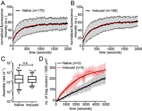 Synchronized HIV Assembly By Tunable PIP Changes Reveals PIP Requirement For Stable Gag