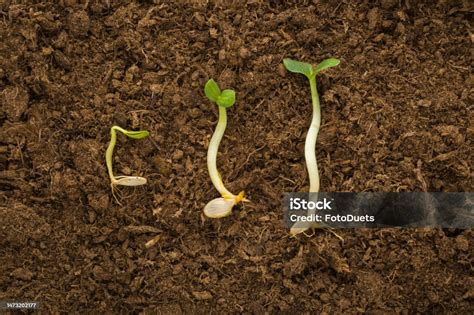 신선한 짙은 갈색 토양 배경에 씨앗이 있는 세 개의 녹색 호박 새싹 근접 촬영 하향식 보기 식물 개발 0명에 대한 스톡 사진 및 기타 이미지 Istock