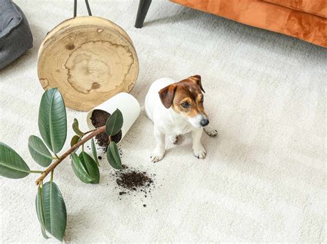 Understanding Dog Separation Anxiety Ask The Pet Coach