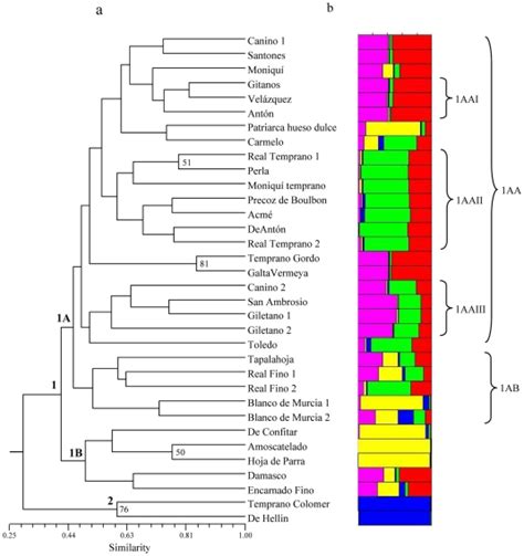 a dendrogram based on upgma analysis using the similarity matrix