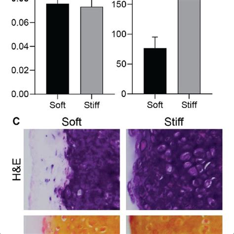 Additional Properties Of Chg Treated Constructs Download Scientific