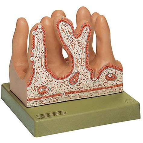 Somso Internal Surface Of The Jejunum Anatomical Model