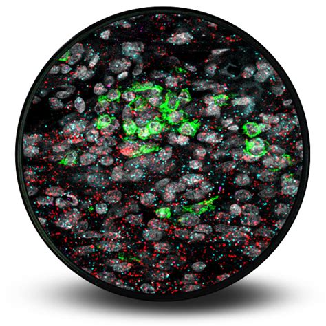 2023 Spatial Multiomics Publications With Rnascope Ish Acd Inc