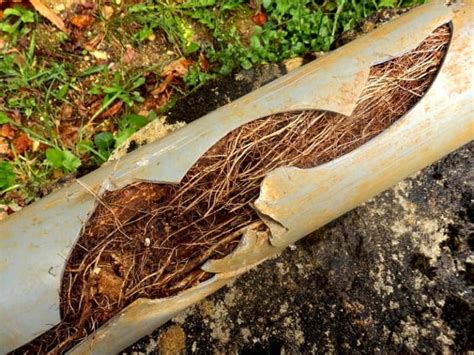How Do Tree Roots Damage Your Pipes